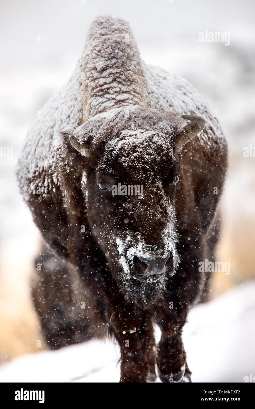 Bison Snow Storm blizzard cold Yellowstone USA Stock Photo - Alamy