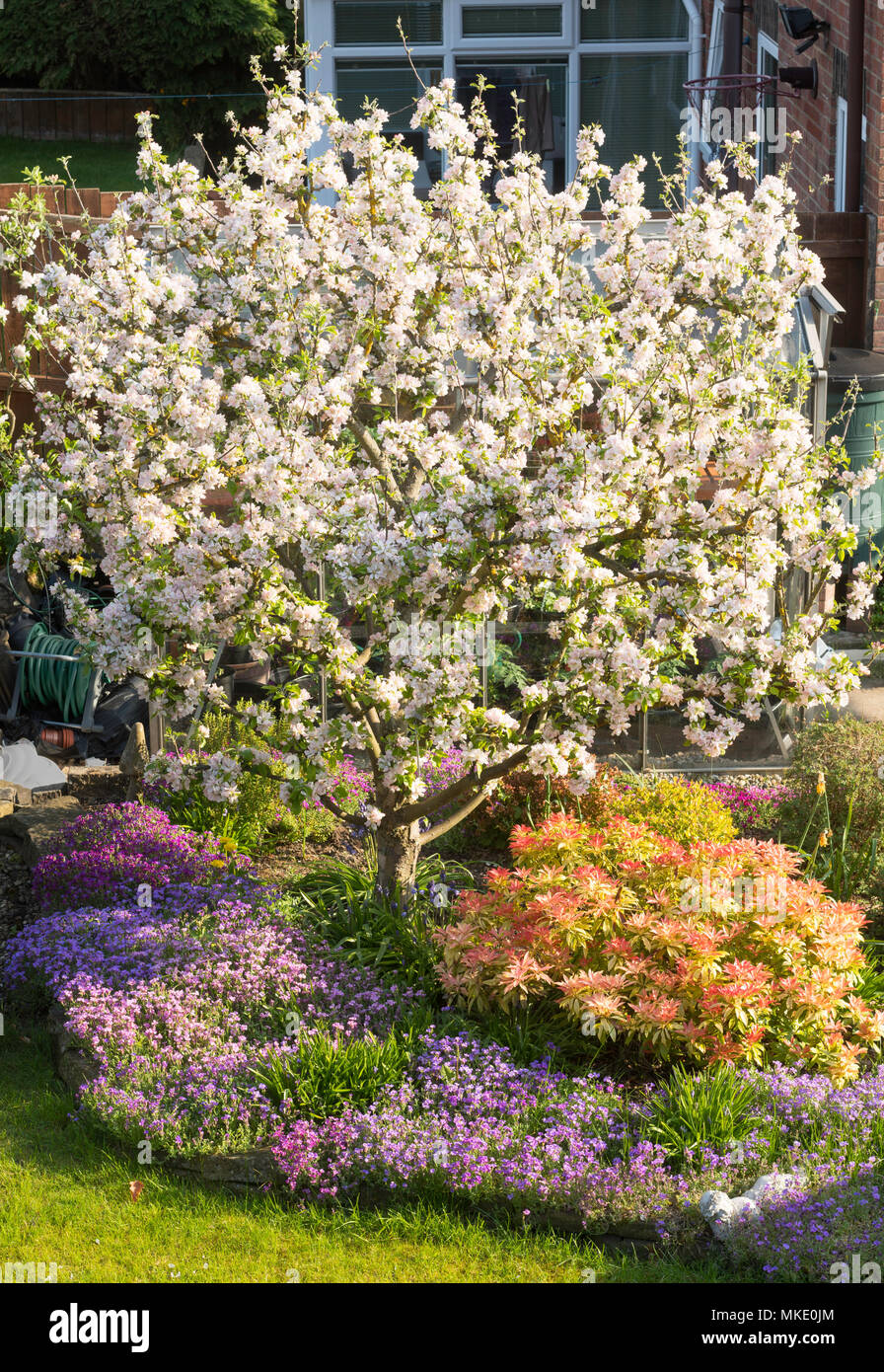 Egremont russet apple hi-res stock photography and images - Alamy