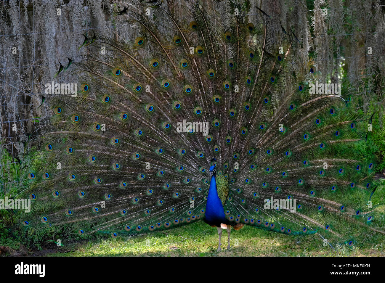 Peacock Strutting around showing off its feathers Stock Photo - Alamy