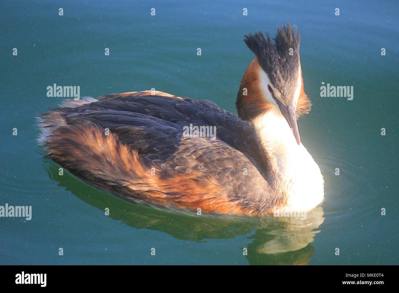 Grebe and duck hi-res stock photography and images - Alamy