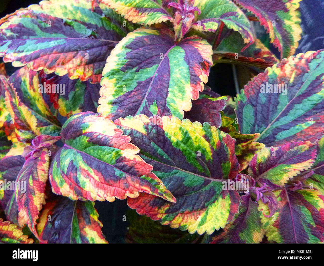 a plant with leaves with many colors Stock Photo - Alamy
