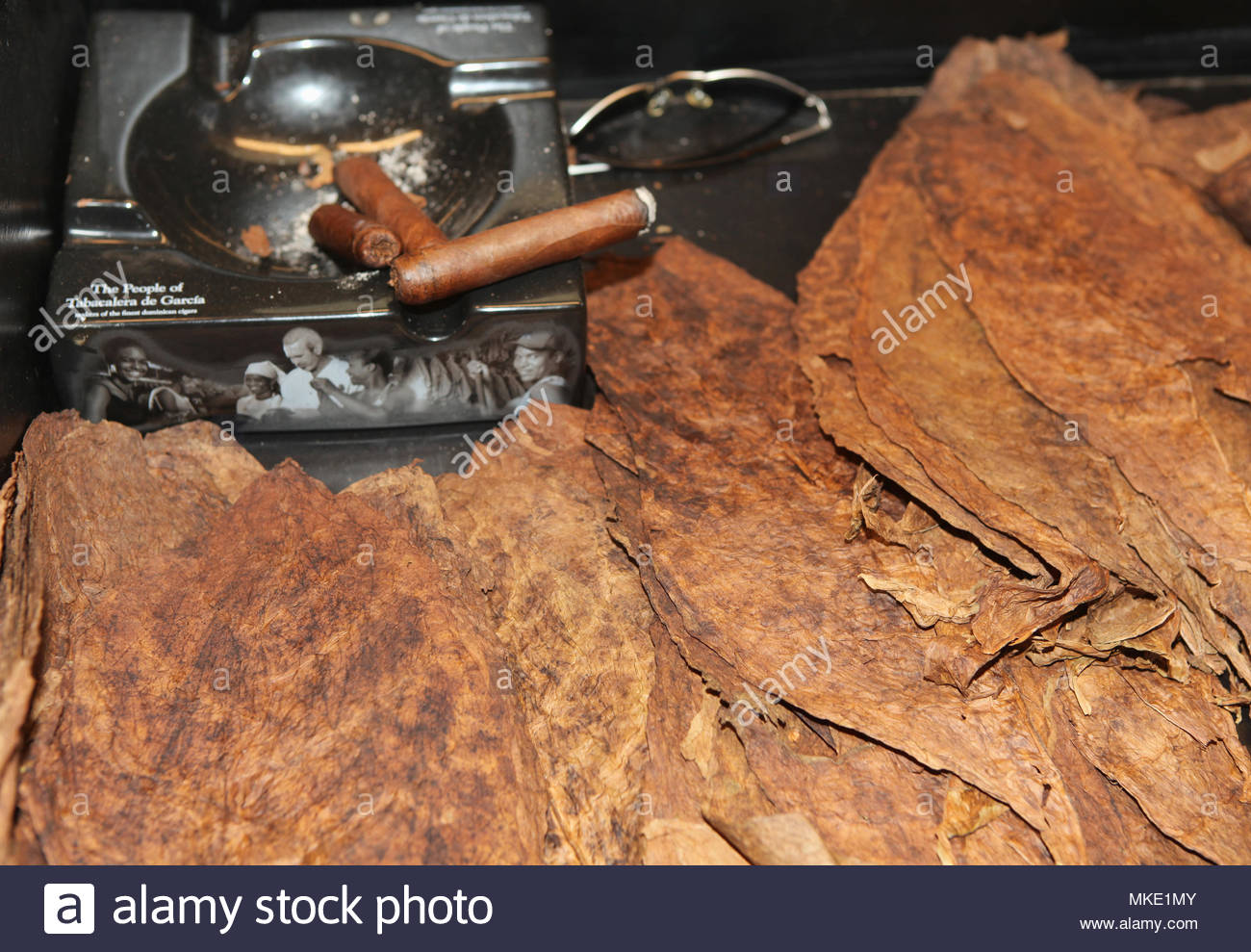 Cigar Plants High Resolution Stock Photography and Images - Alamy