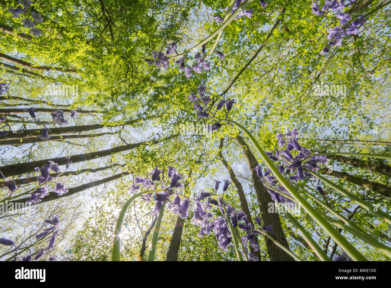 Worms eye hi-res stock photography and images - Alamy