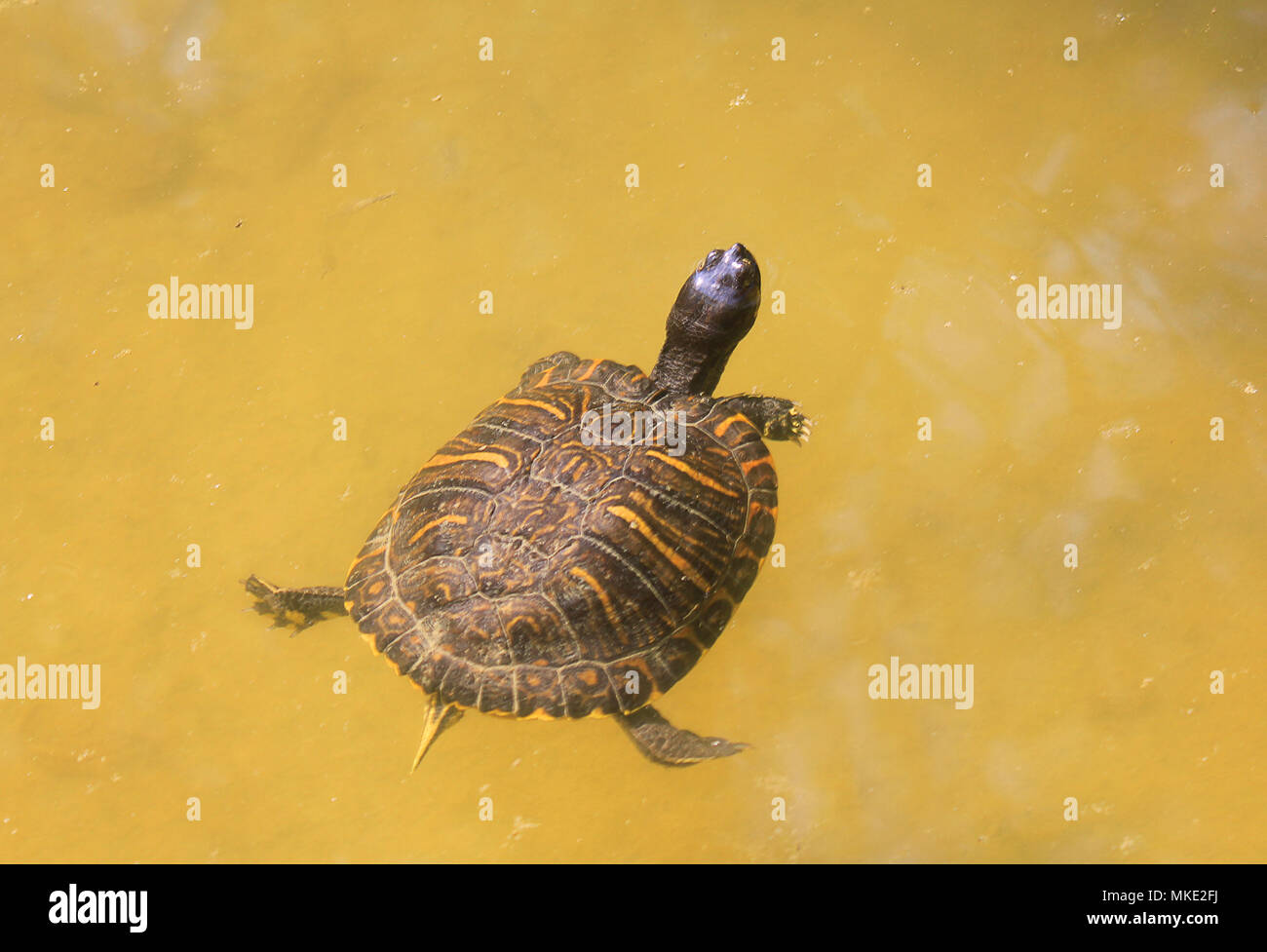a turtle in the water Stock Photo - Alamy