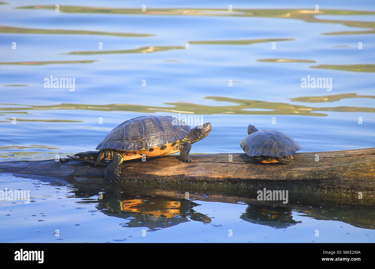 some turtles on the trunk in the lake Stock Photo - Alamy