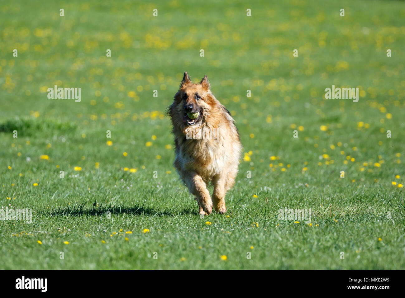 An Alsation dog in the park Stock Photo - Alamy