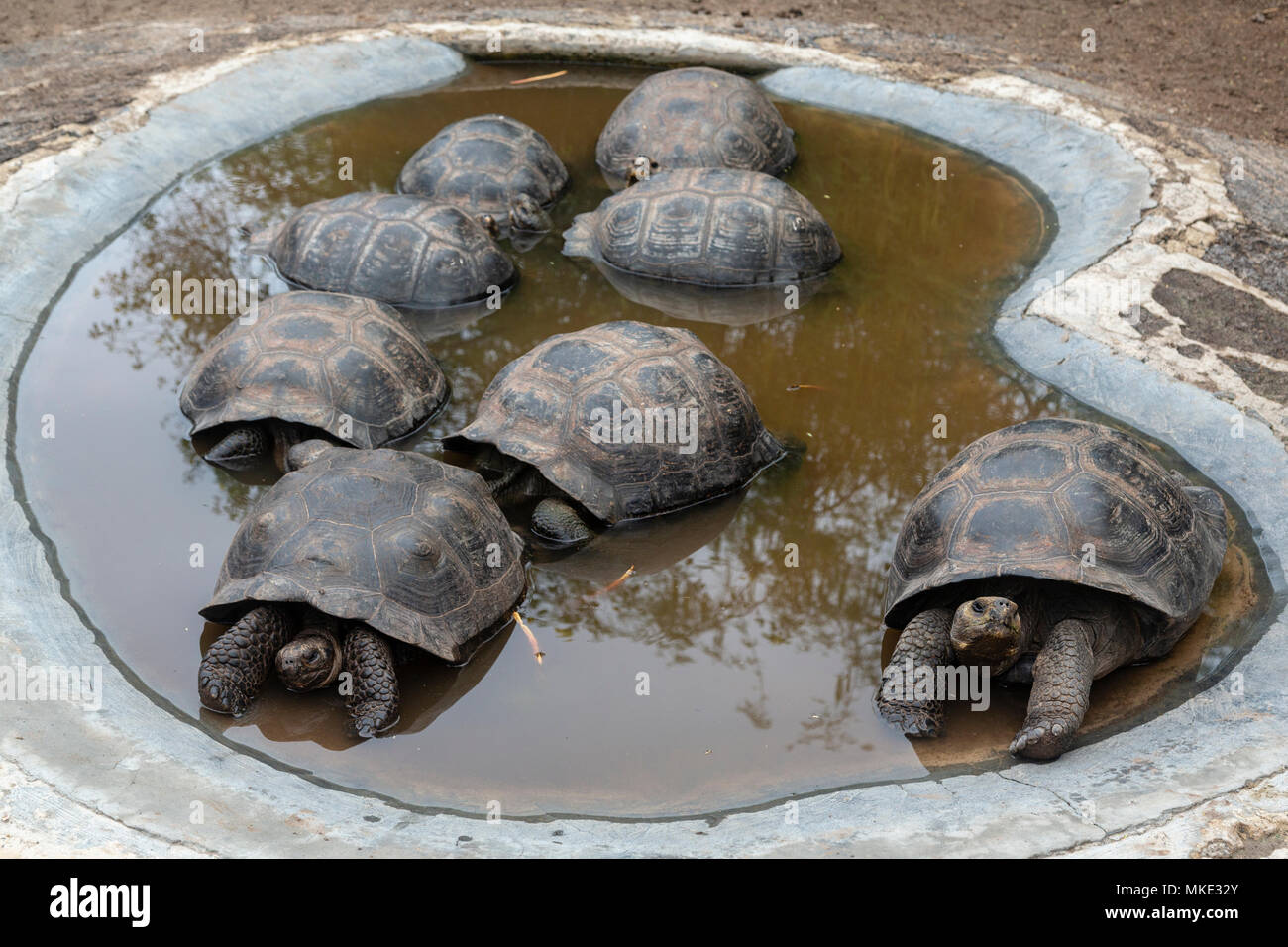 Galápagos Giant Tortoise (Chelonoidis nigra) in Galapagos Islands ...