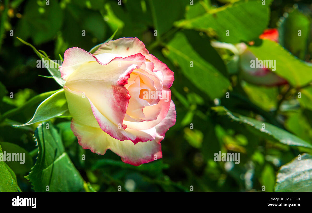 Pink white red mixed colors rose in the garden early in the morning ...