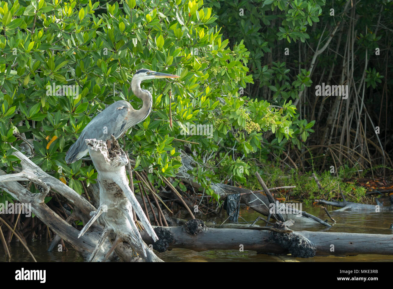 Great Blue Heron shows its elegant long legs. This wading bird lives in ...