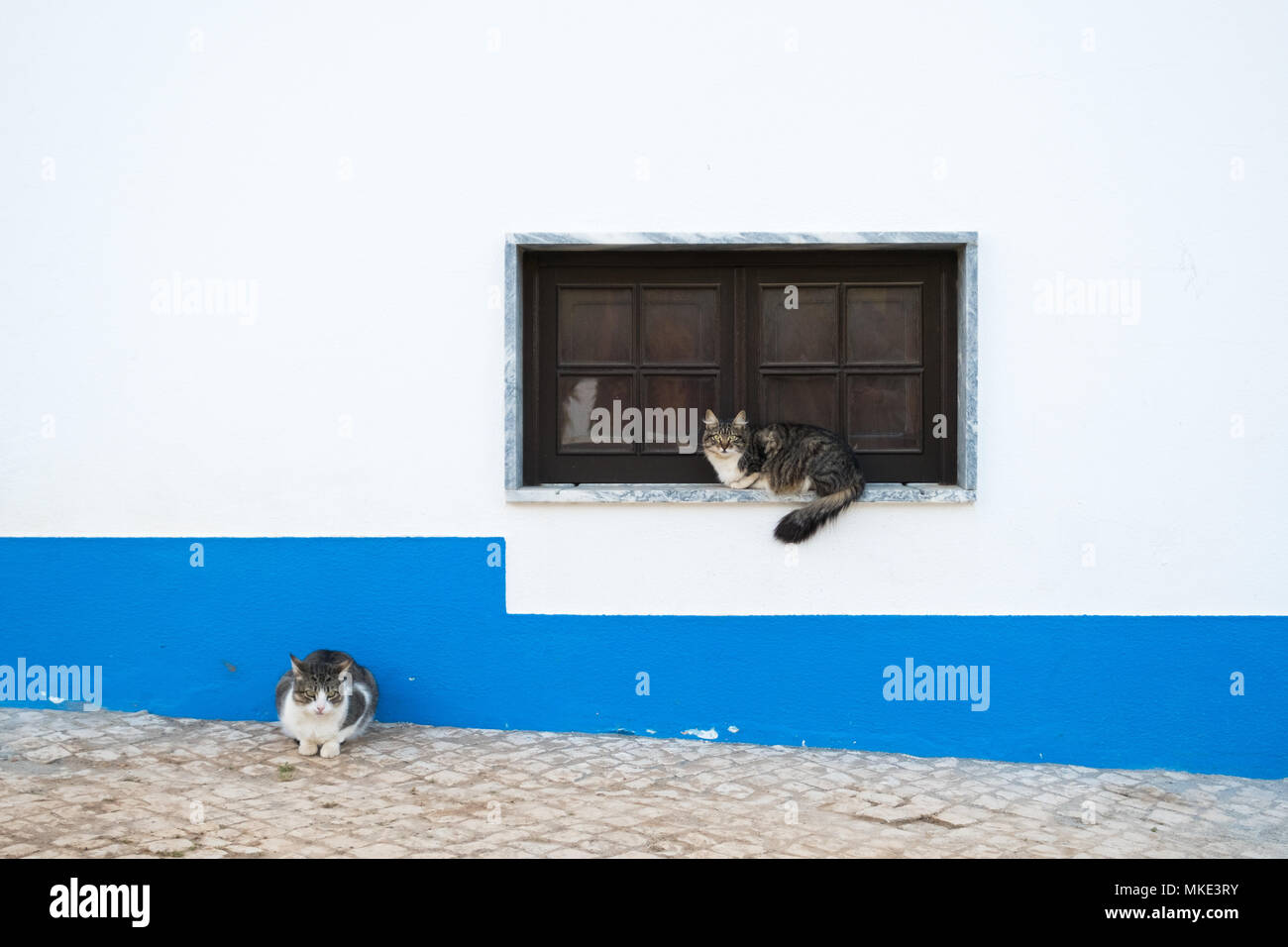 Cats chilling on the street Stock Photo - Alamy