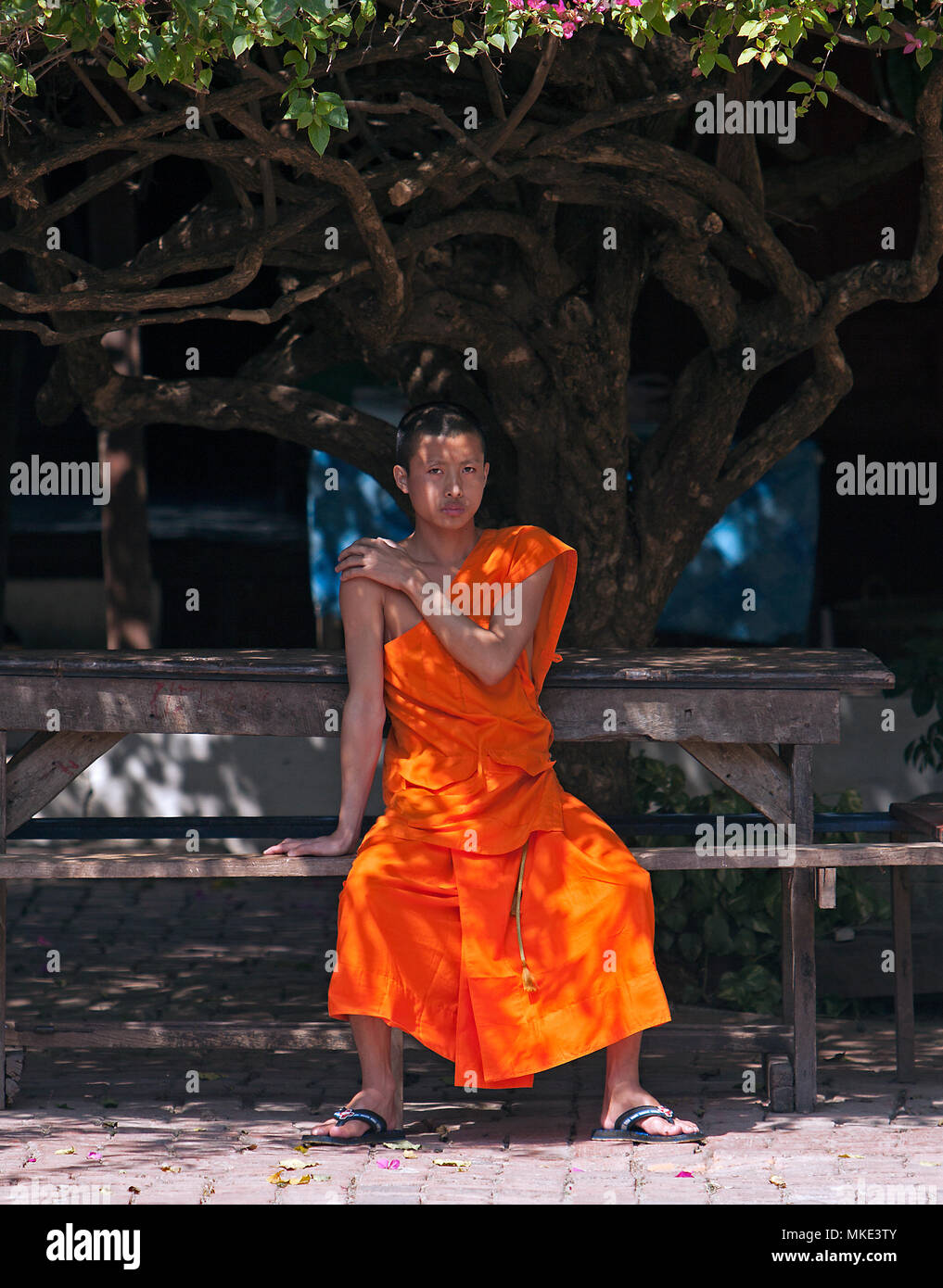 A Buddhist monk sits on a bech under a large shade tree in Luang ...