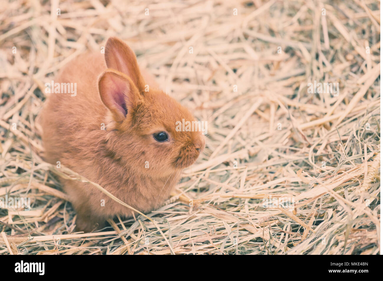 Rabbit eating hay hi-res stock photography and images - Alamy