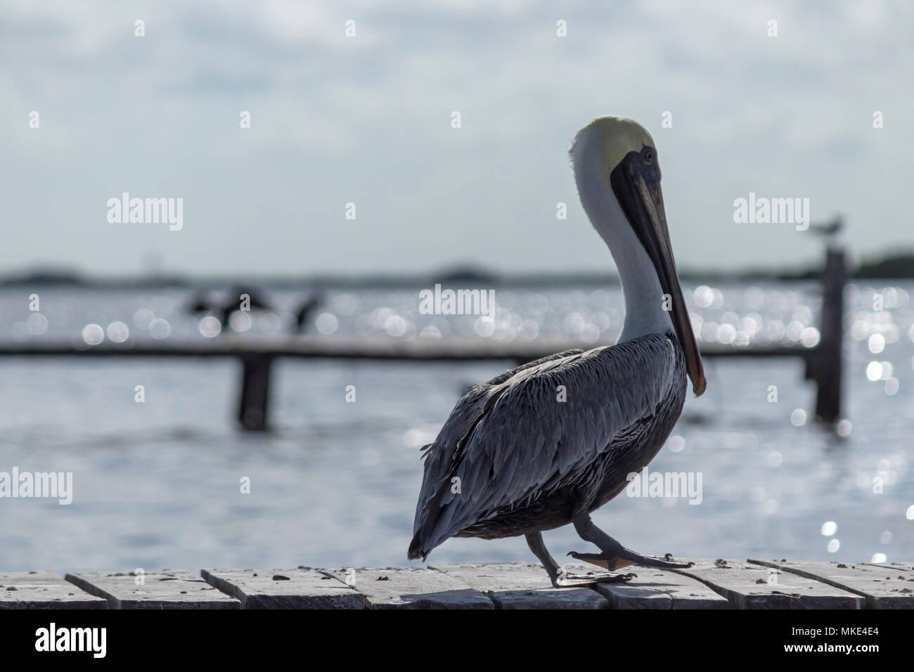 beautiful brown pelican shows off its long beak. This beautiful ...