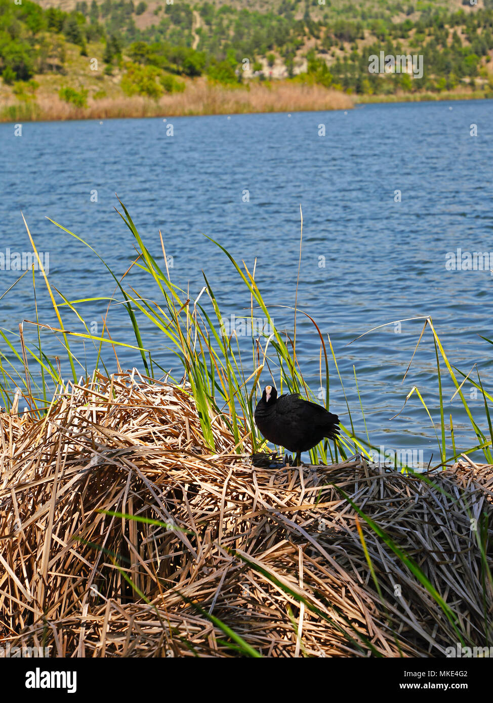 White Beak Rush High Resolution Stock Photography and Images - Alamy
