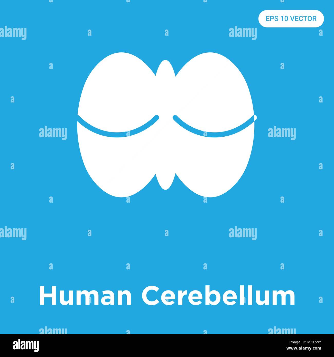 Human Cerebellum vector icon isolated on blue background, sign and ...