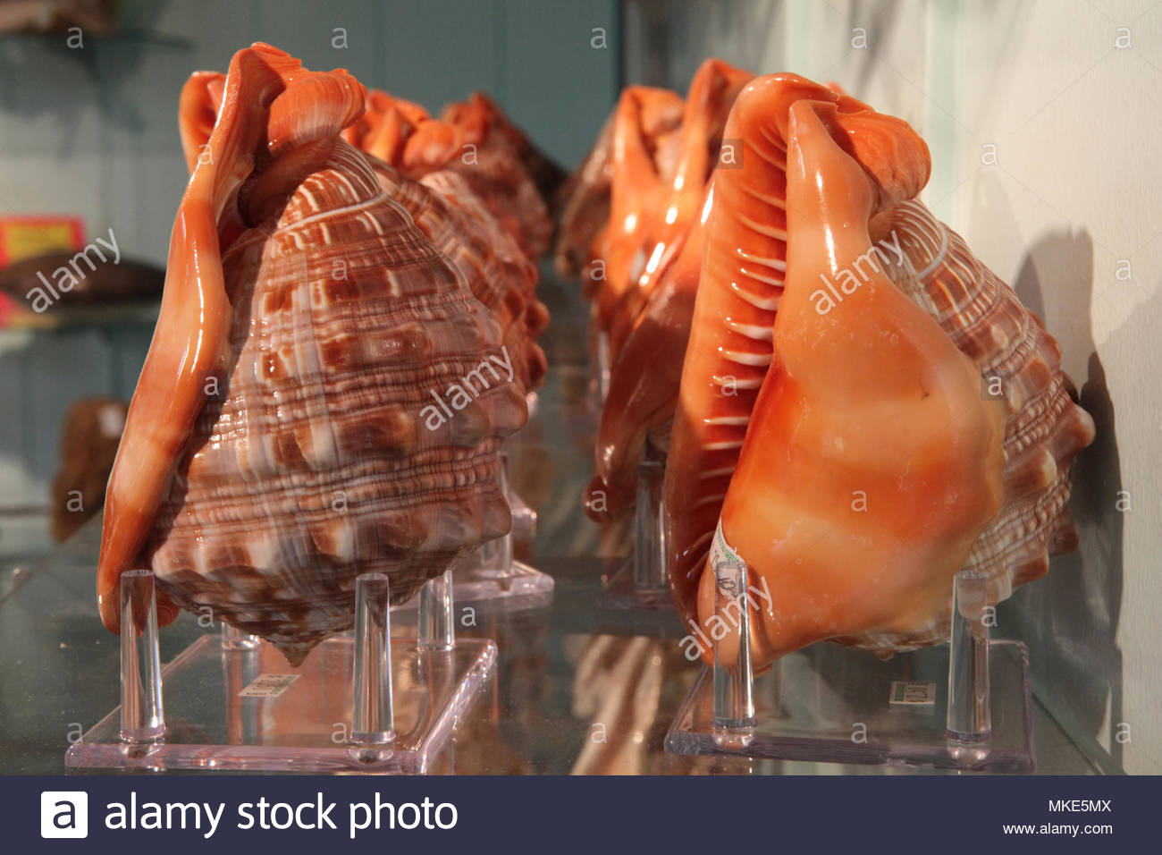 Creatures In Seashells High Resolution Stock Photography and Images - Alamy