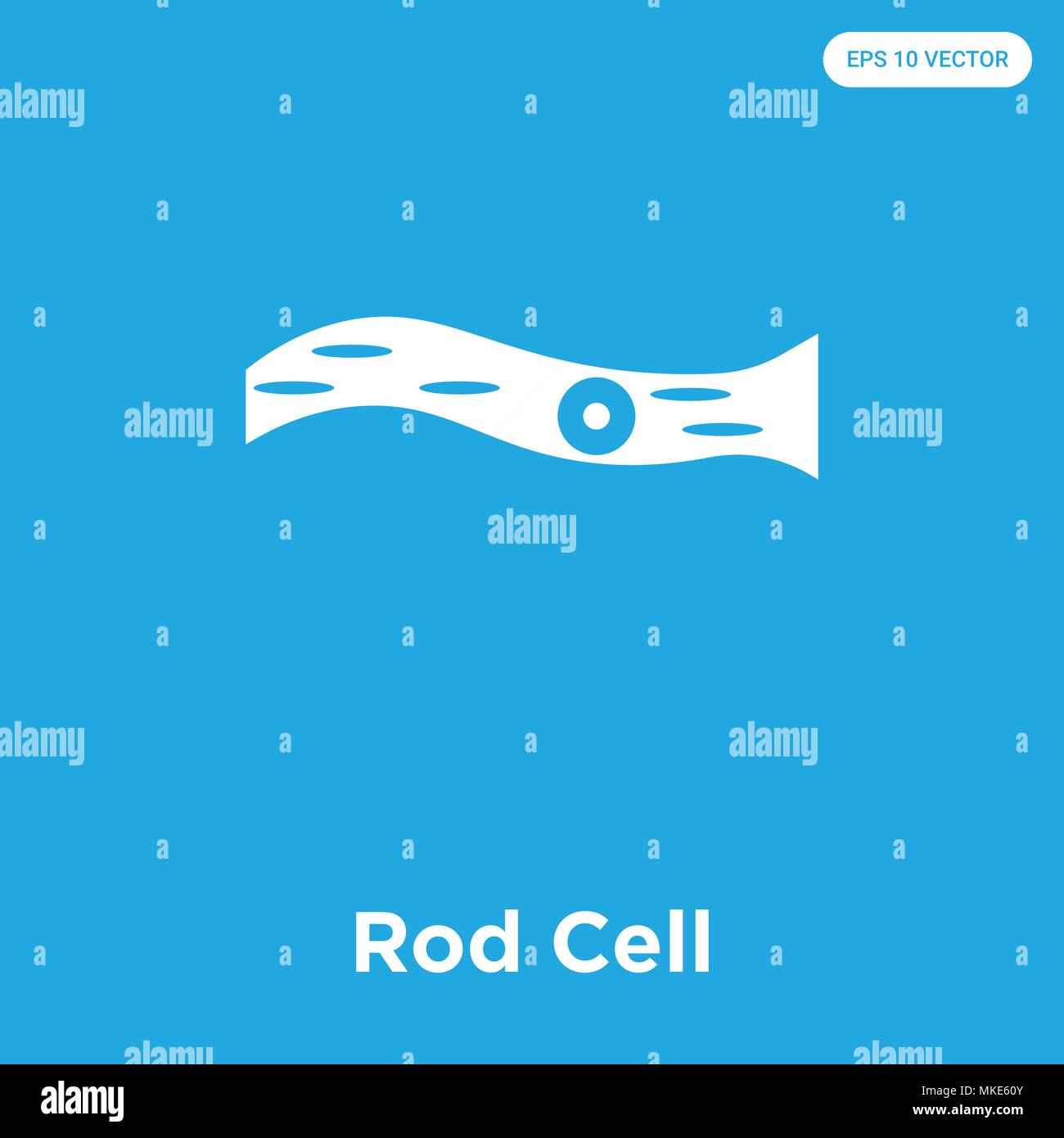 Eye anatomy rod cells and cone cells hi-res stock photography and ...