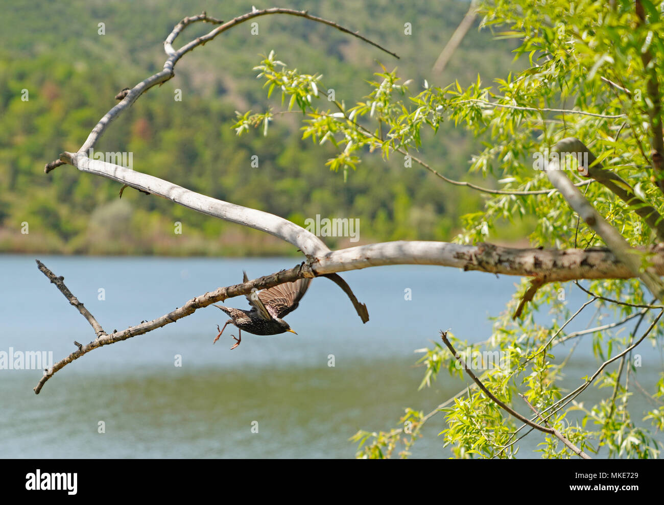 Flying around tree on lake hi-res stock photography and images - Alamy