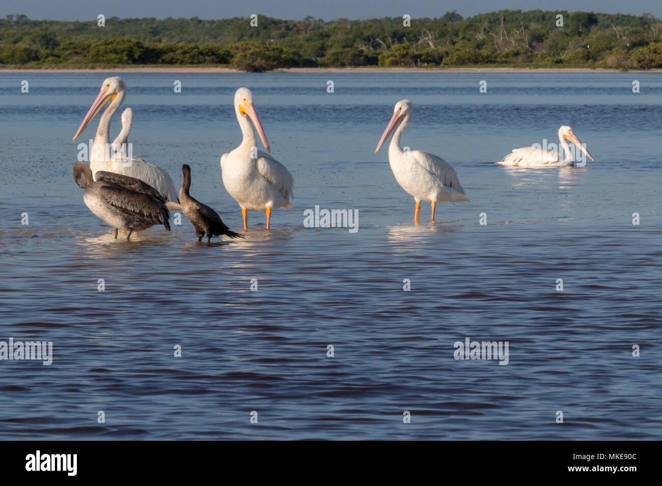 White and brown pelicans sunbathing in the river. They take a break ...