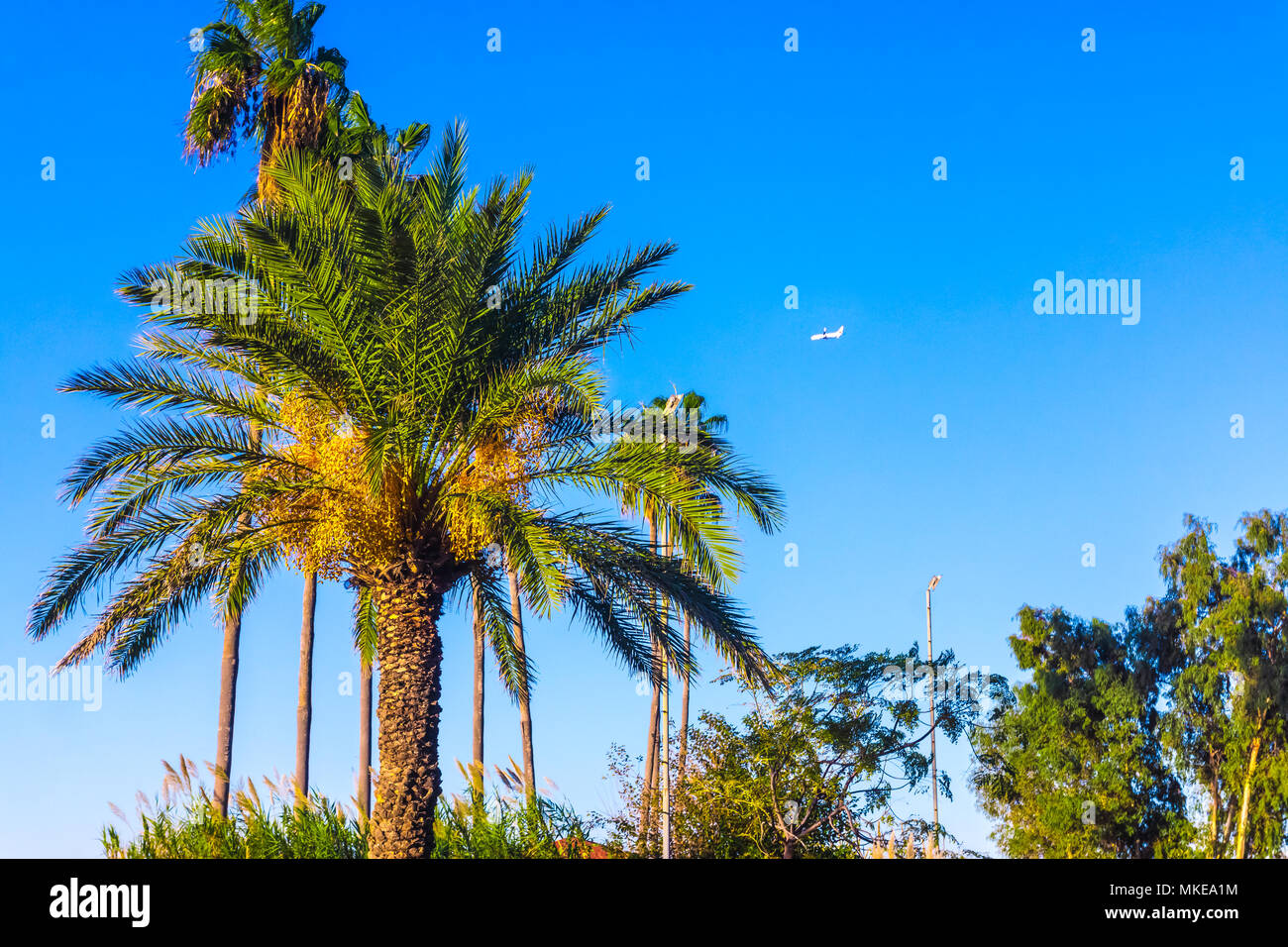 Plane landing behind palm trees row Stock Photo - Alamy