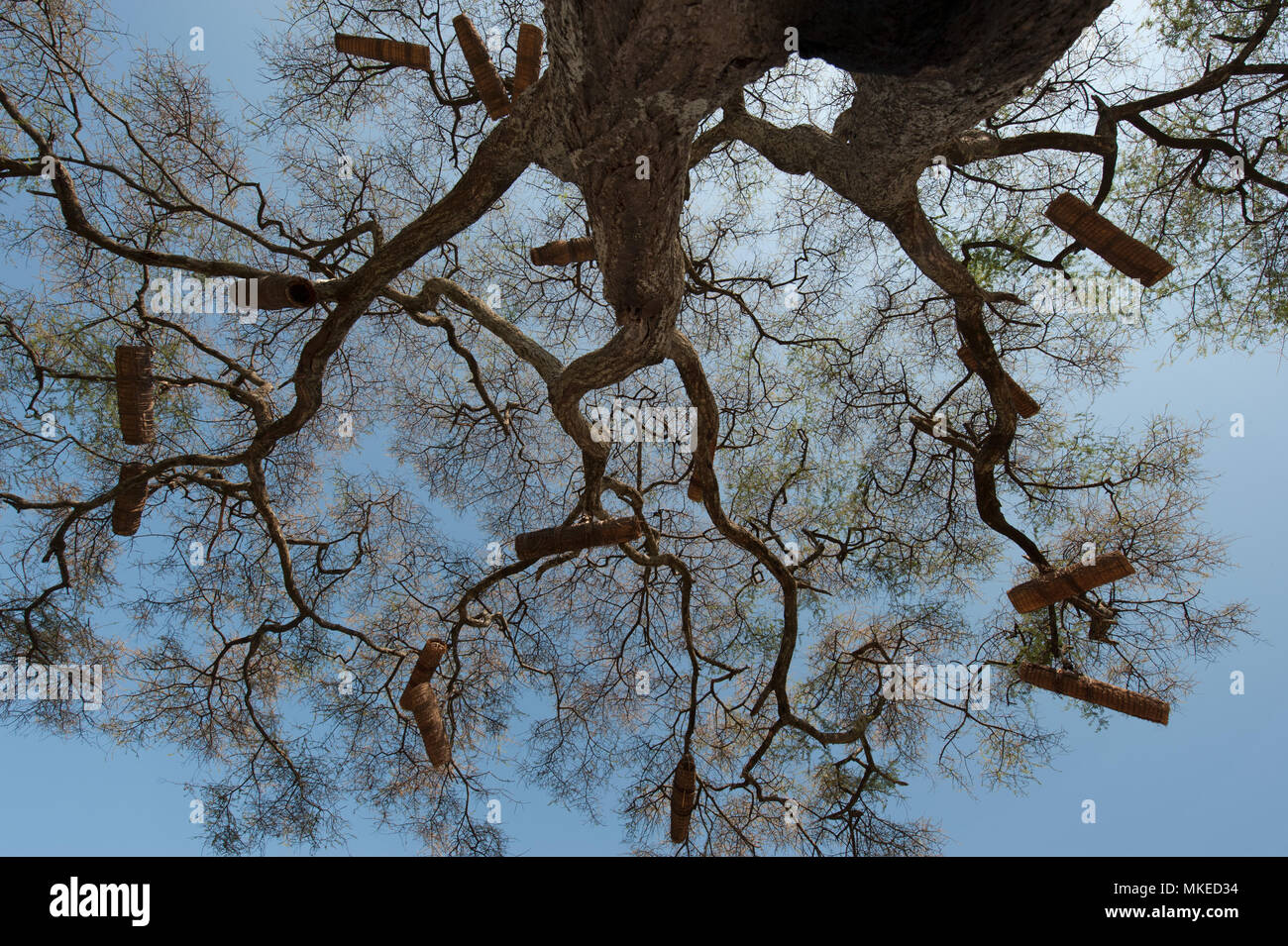 A branchy tree crown against the blue sky, oblong cylinders of bee ...