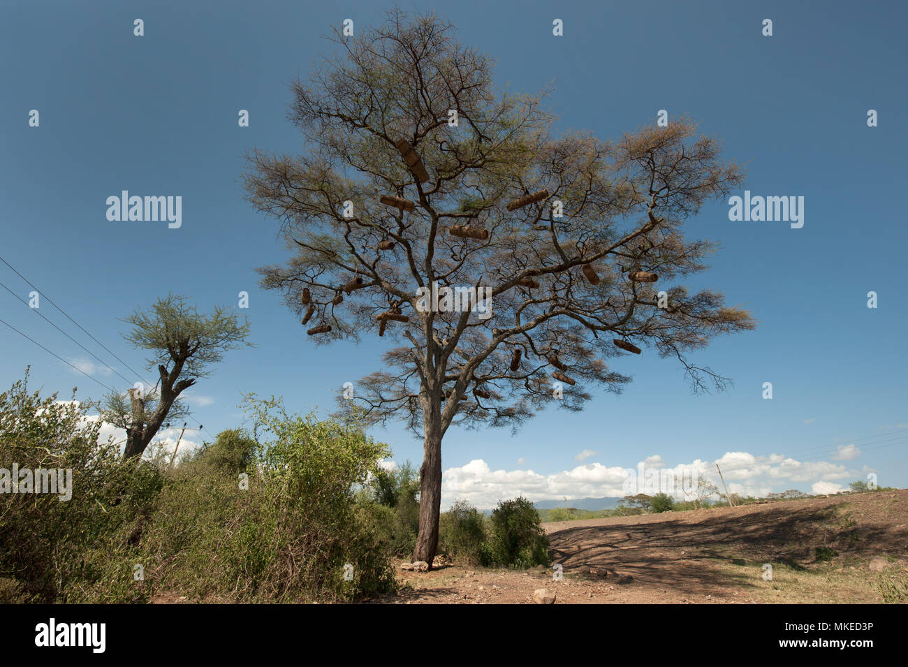 The African savannah, a single tree with a large crown and on the ...