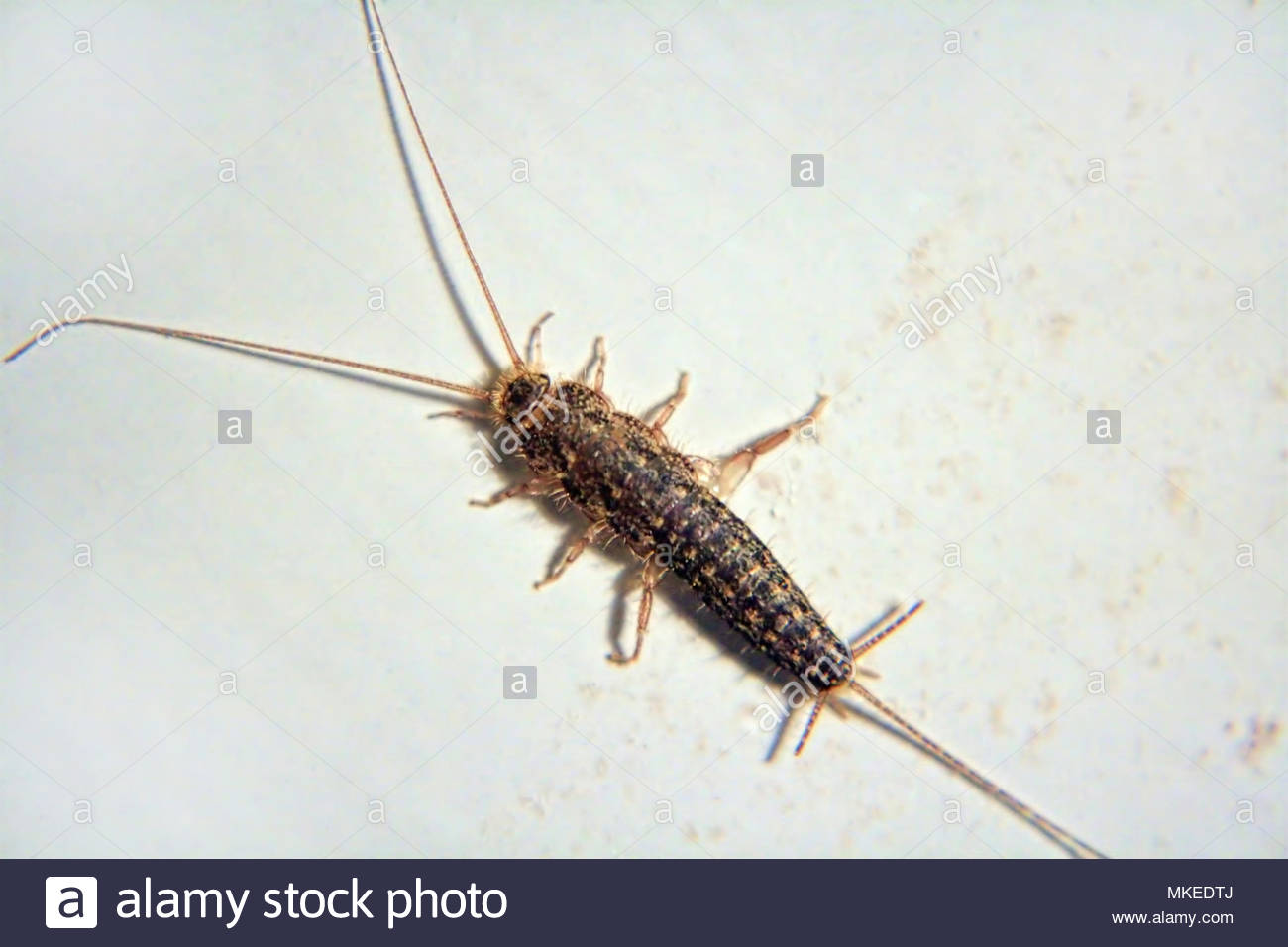 Close Up Silverfish Lepisma Saccharina High Resolution Stock ...