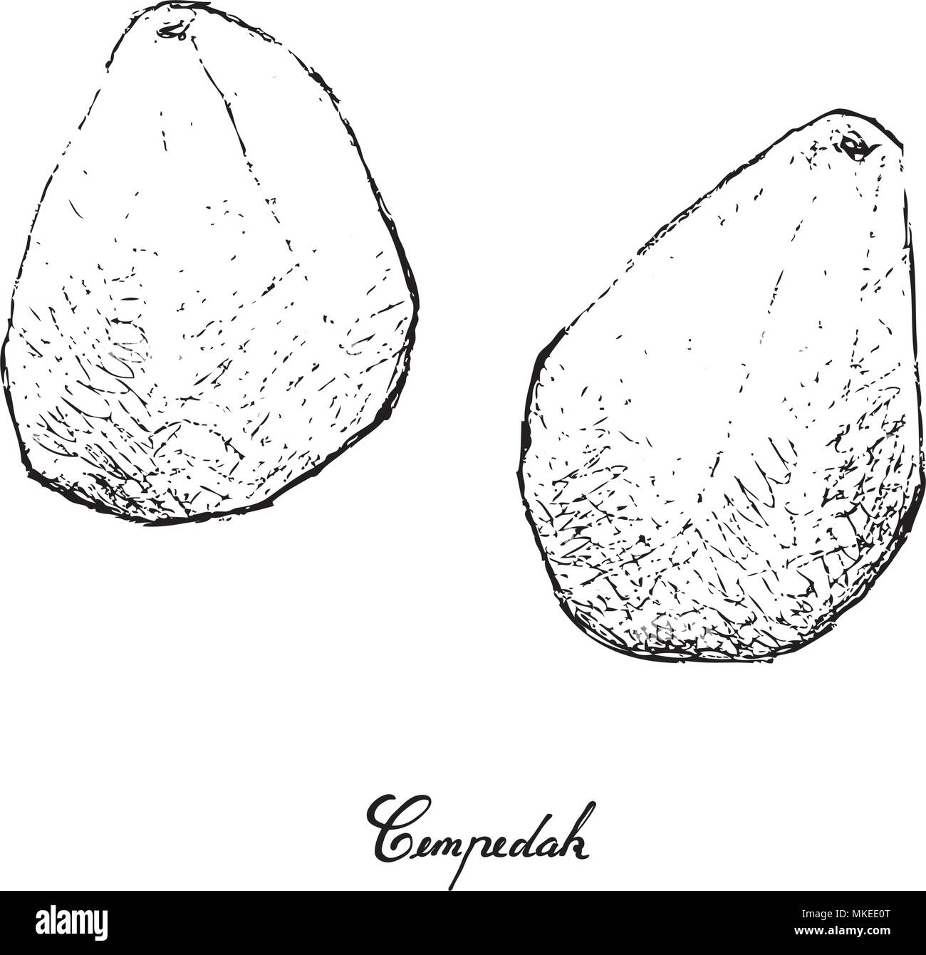 Cempedak illustration Stock Vector Images - Alamy