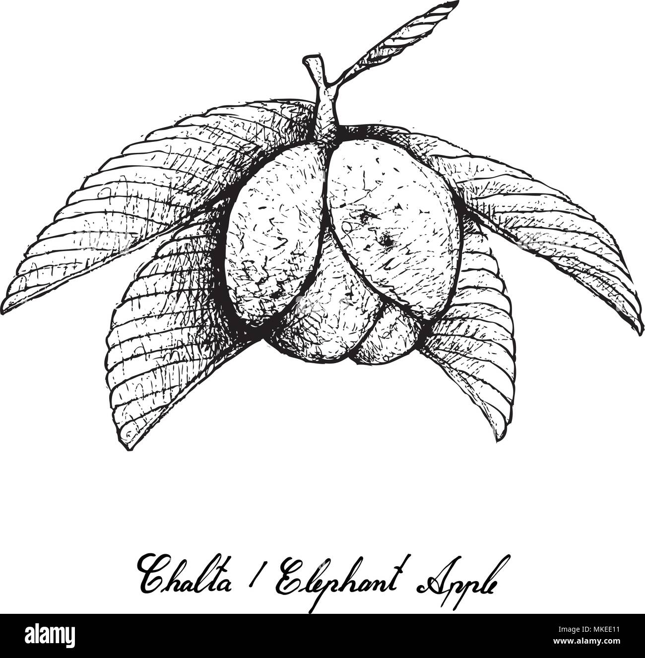 Tropical Fruit, Illustration of Hand Drawn Sketch Chalta, Elephant ...