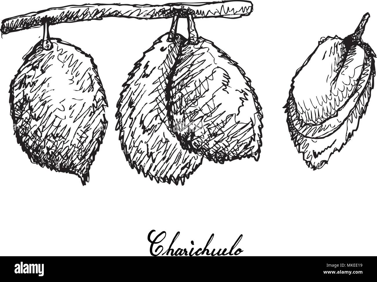 Tropical Fruits, Illustration of Hand Drawn Sketch Charichuelo or ...