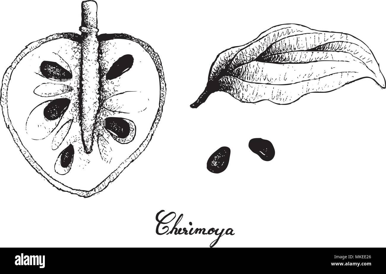 Tropical Fruit, Illustration Hand Drawn Sketch of Cherimoya, Annona ...