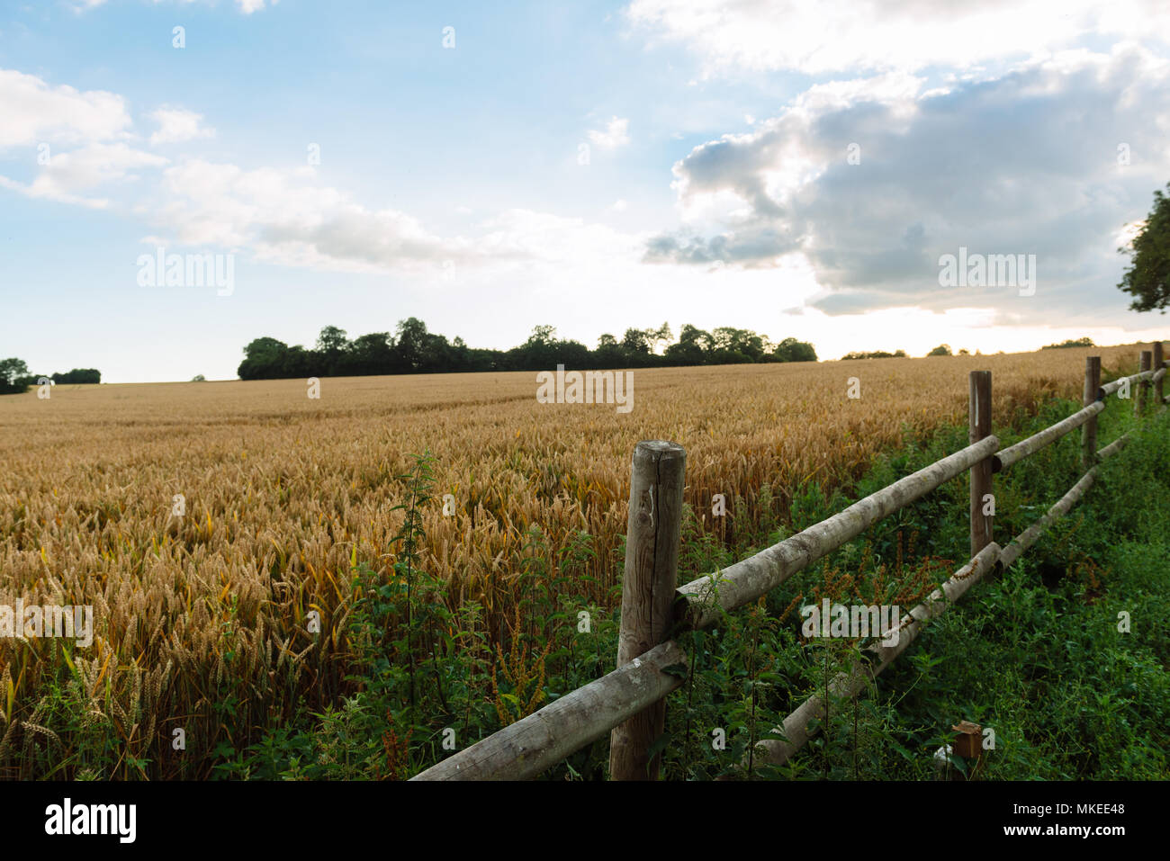 Wood fence with a corn field in France Stock Photo - Alamy