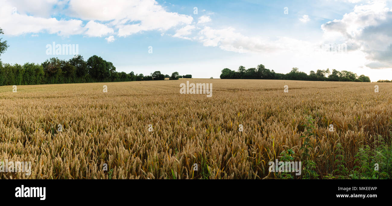 Corn field in France Stock Photo - Alamy