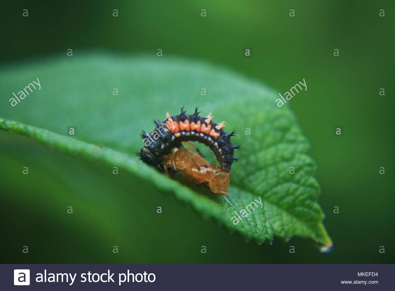Ladybug Pupa Stock Photos & Ladybug Pupa Stock Images - Alamy