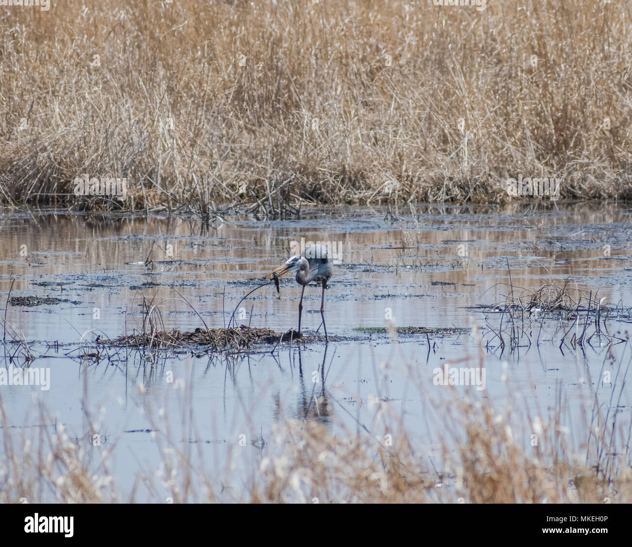 Blue heron hunting fish hi-res stock photography and images - Alamy
