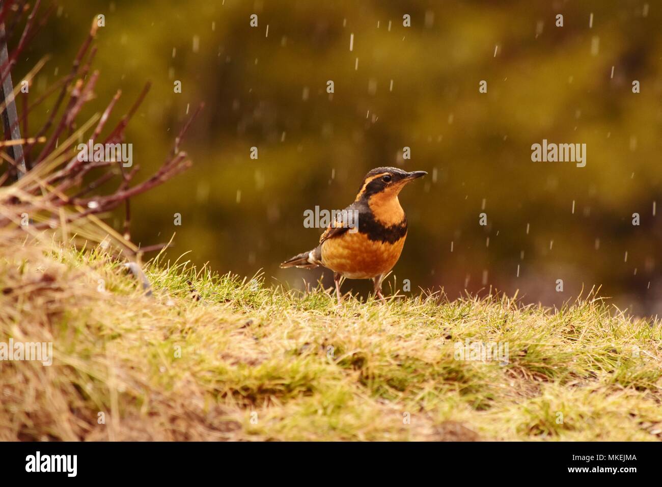 2018 11 30 hi-res stock photography and images - Alamy