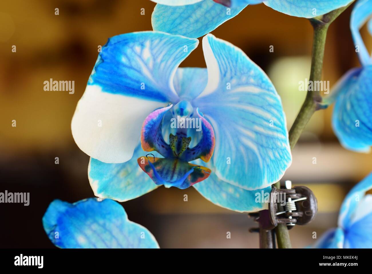Colorful flowers orchid phalaenopsis hi-res stock photography and ...