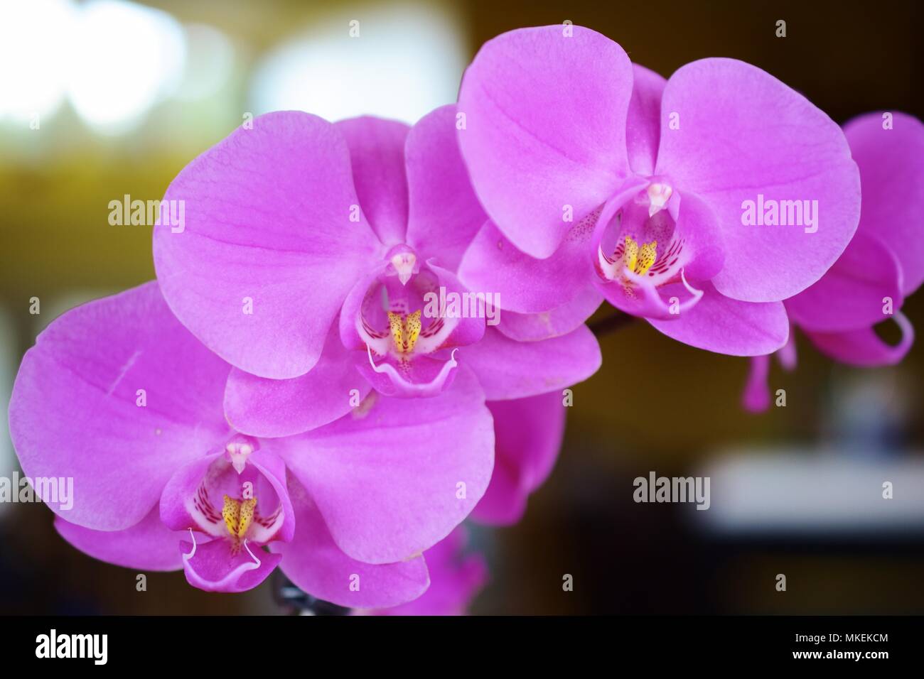 Beautiful, colorful Orchid in full bloom Stock Photo - Alamy