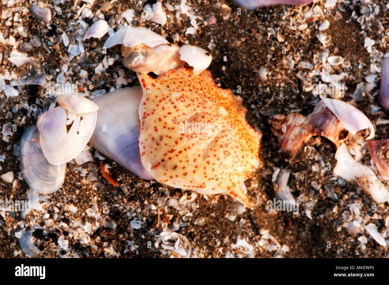 An empty crab shell among translucent and white shells on a beach in ...