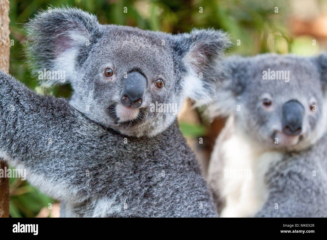Two koalas sitting side by side each looking at something different ...