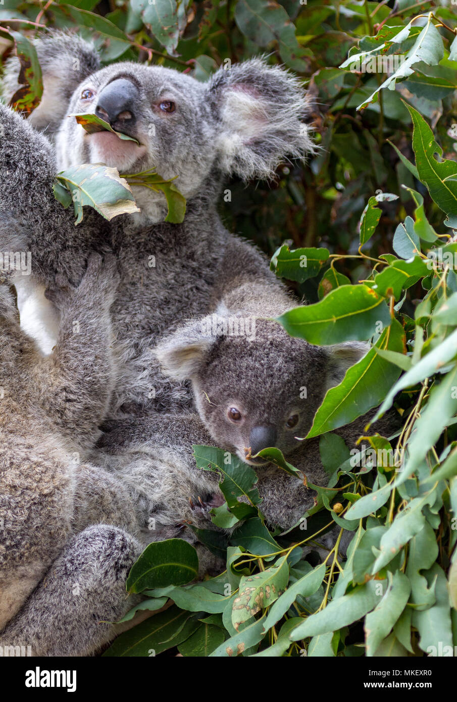 Koalas clutching branches from gum trees Stock Photo - Alamy