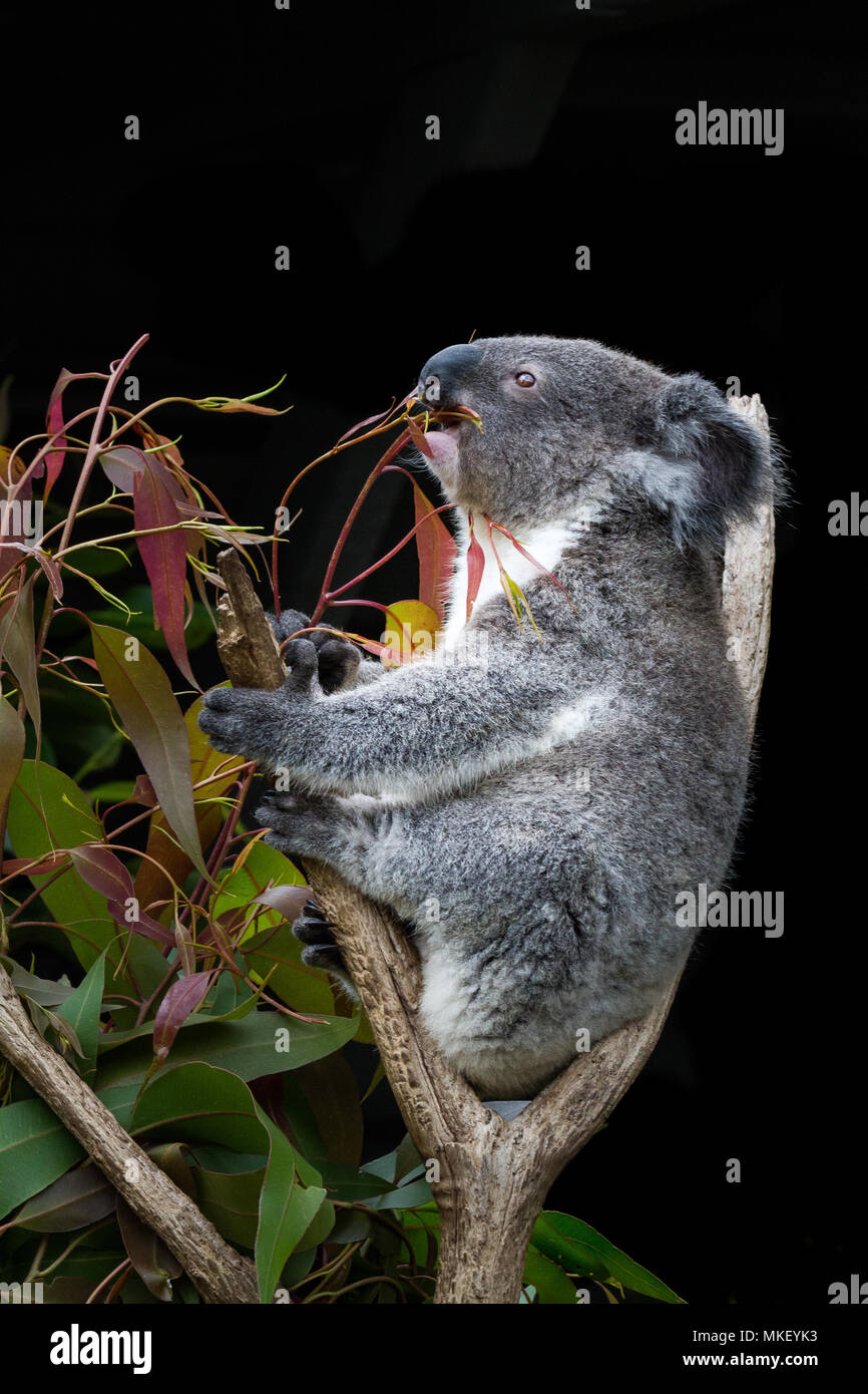 Koalas clutching branches from gum trees Stock Photo - Alamy