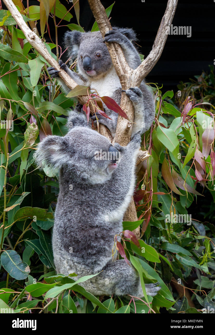 Koala paws showing its two thumbs Stock Photo - Alamy