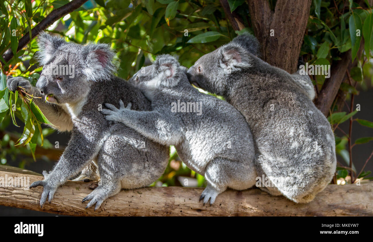 Gum sitting hi-res stock photography and images - Alamy