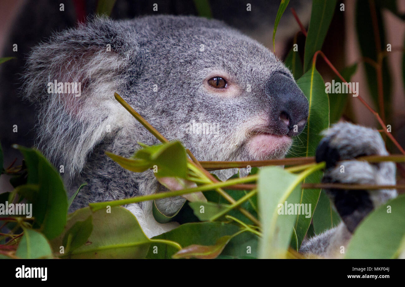 Eucalyptus tree branches koalas hi-res stock photography and images - Alamy