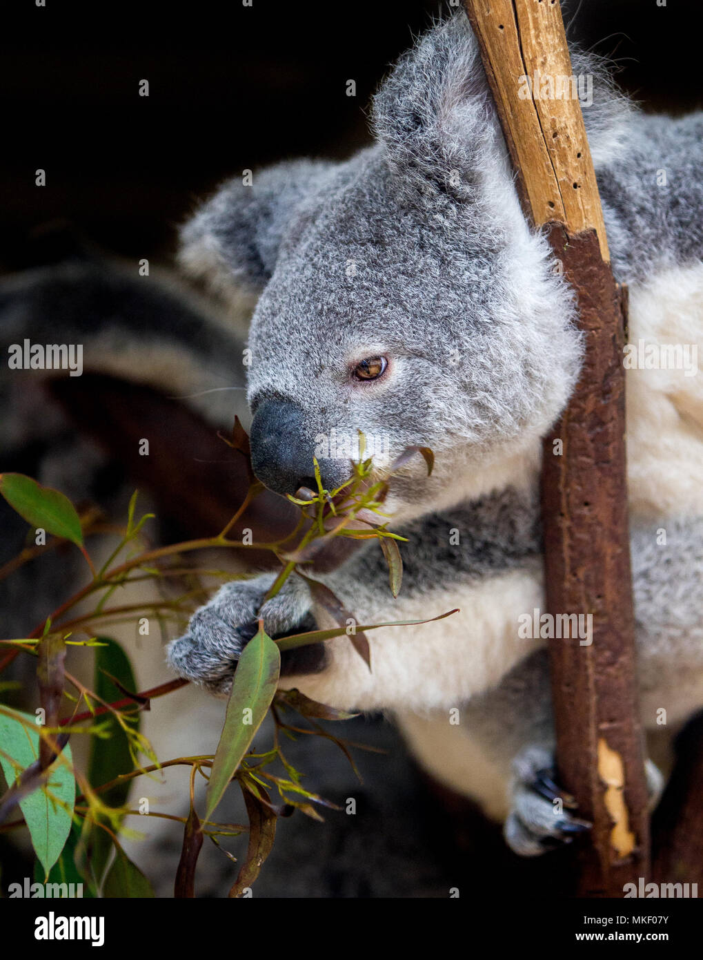 Koalas clutching branches from gum trees Stock Photo - Alamy