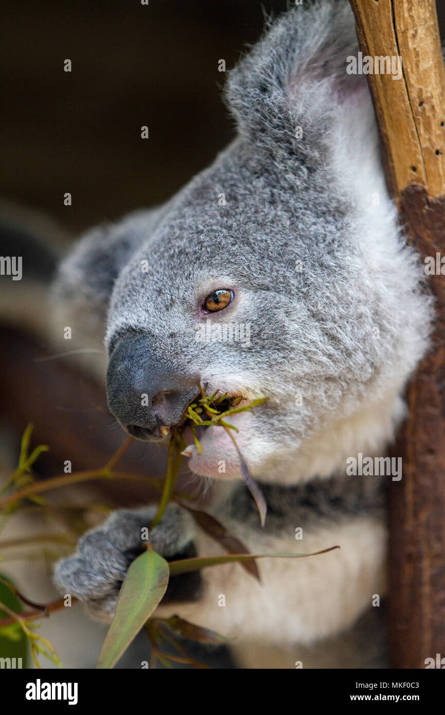 Koalas clutching branches from gum trees Stock Photo - Alamy