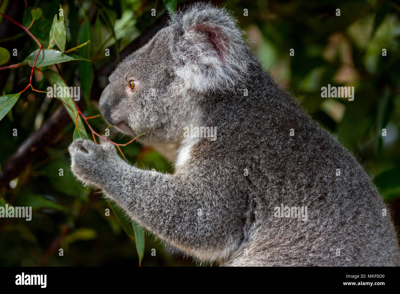 Koalas hi-res stock photography and images - Alamy