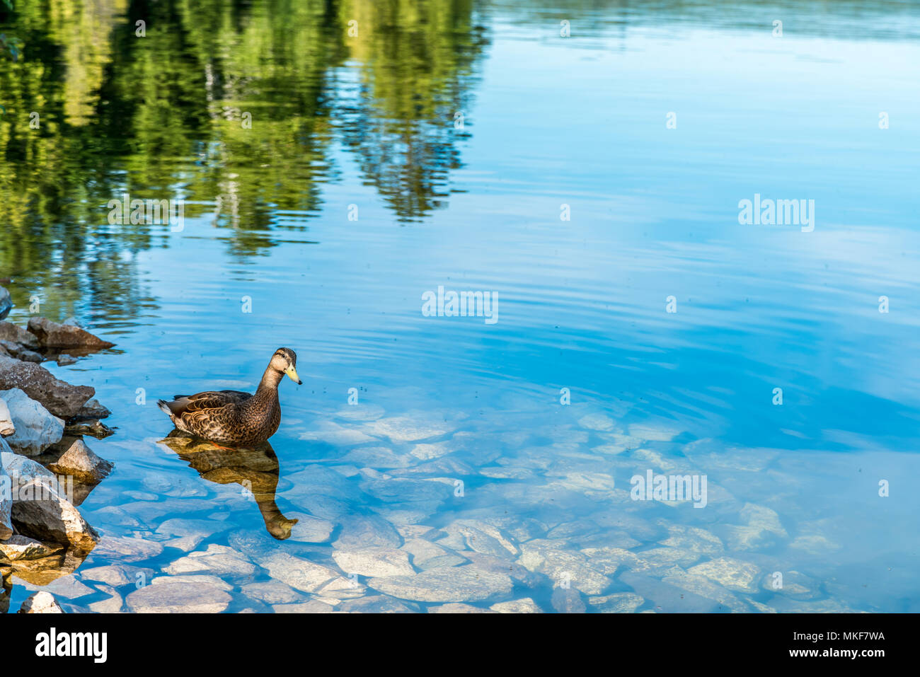 Beautiful, tranquil mallard duck stands in the still lake water which ...