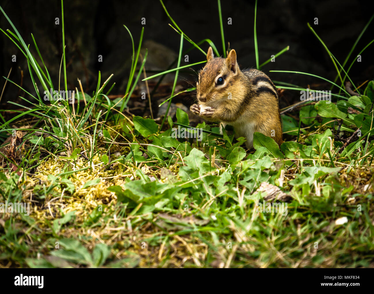 Closeup of chipmunk sitting in the grass eating Stock Photo - Alamy
